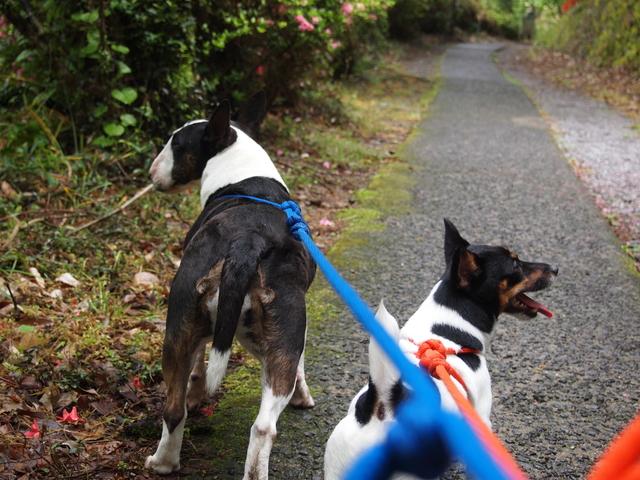 龍門の滝ω: さくらねぇさんと申します σ(o･ω･o) その2